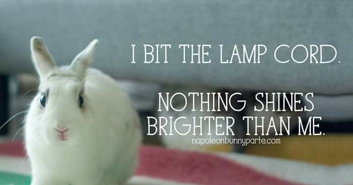 Rabbit Ramblings: Funny Bunny Monday Meme*day