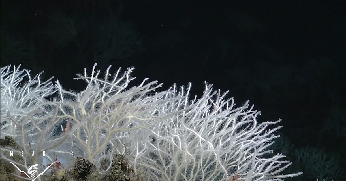 Real Monstrosities: Four New Carnivorous Sponges