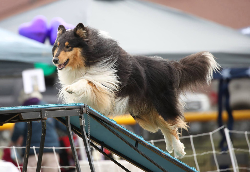 All things Collie: The Versatile Collie - the Collie in Agility