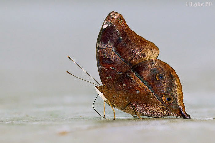 Butterflies of Singapore: Life History of the Autumn Leaf