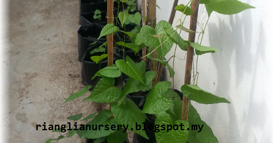 Bunga Air Mata Pengantin (AMP) adalah Makanan Paling Berkhasiat untuk ...