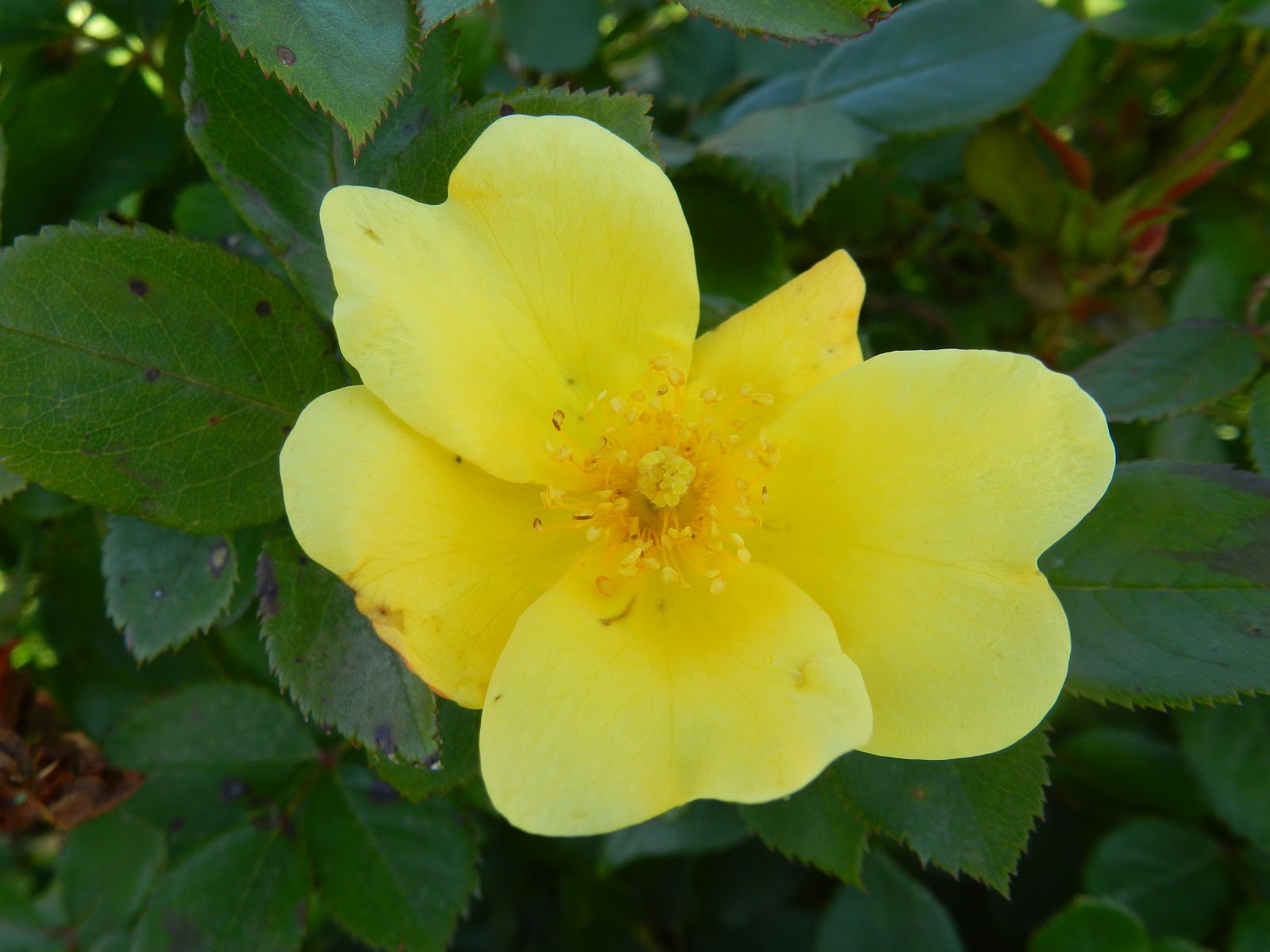 Prairie Rose's Garden: May Bloom Day