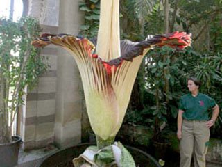 .: La flor cadáver, la más grande y apestosa del mundo.