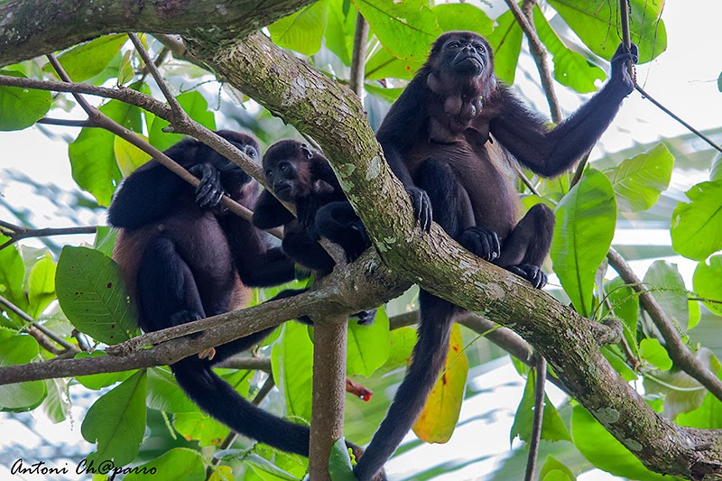 Solsones en Imagenes: Fauna de Costa Rica.Mono Congo o Mono Aullador ...