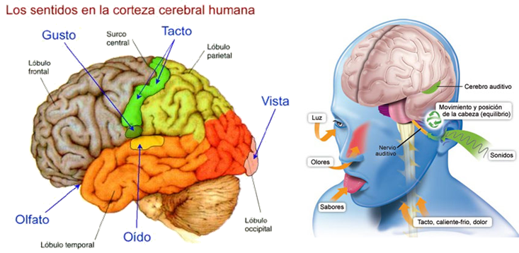 Filosofía BAC: El Conocimiento