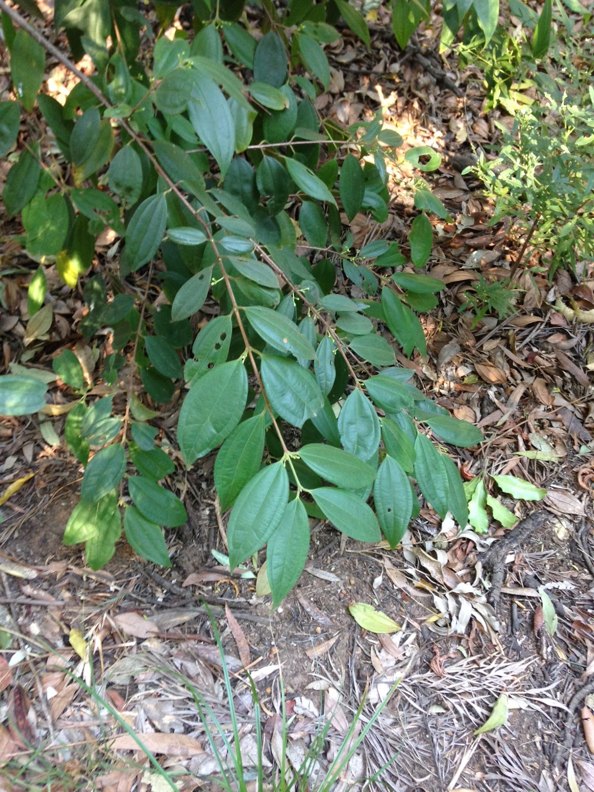 Garden inspiration: a threatened species (Scrub Turpentine or Rhodamnia ...