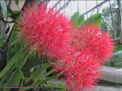 tokobungakarangan: Cara Menanam Dan Merawat Bunga Desember