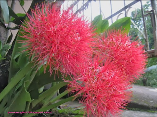 tokobungakarangan: Cara Menanam Dan Merawat Bunga Desember