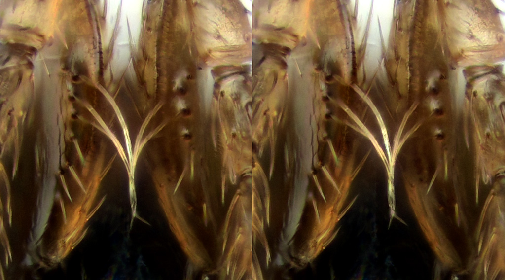 ムシをデザインしたのはダレ？: ヒメコバチ科 Tetrastichus ?howardi ♂