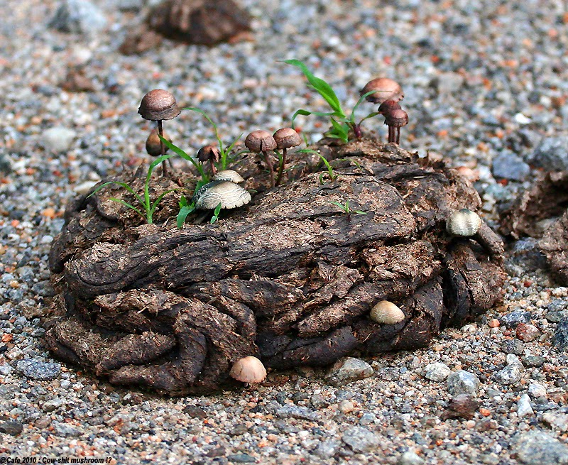 OH93 Independent study on FUNGI: Diverse human uses for Fungi