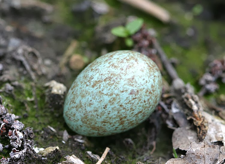 Patamata Praneel: BLACK BIRD EGG