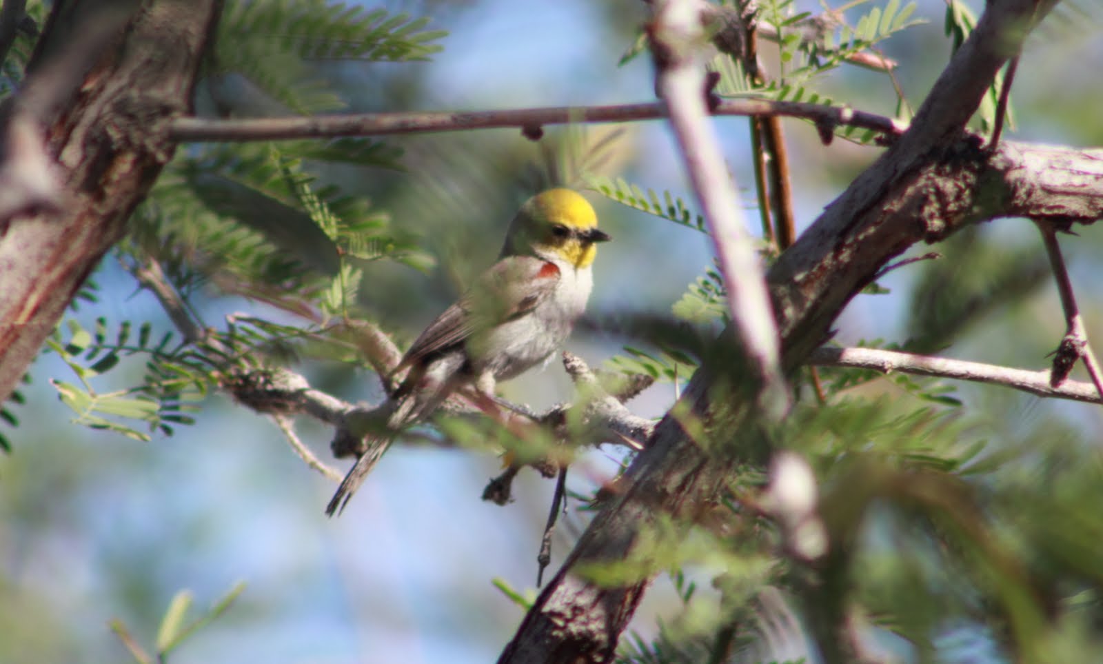 The Pro-nuclear Birder: OSAMA BIN LADEN MEETS DAVY JONES