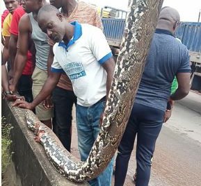 Biggest Snake in Nigeria Killed In Anambra - Nicole Kaima's Blog