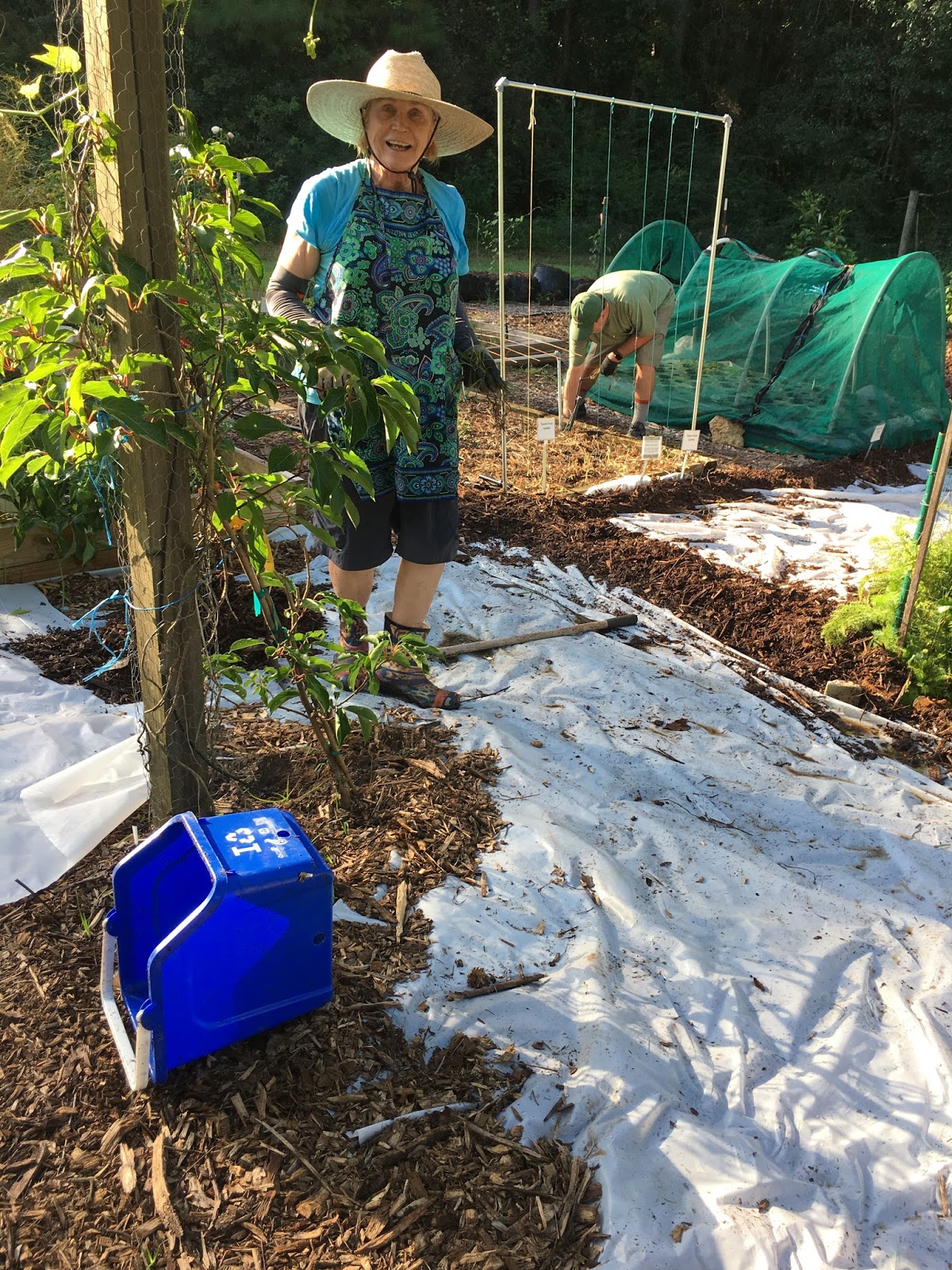 VegHeadz: Soil Solarization