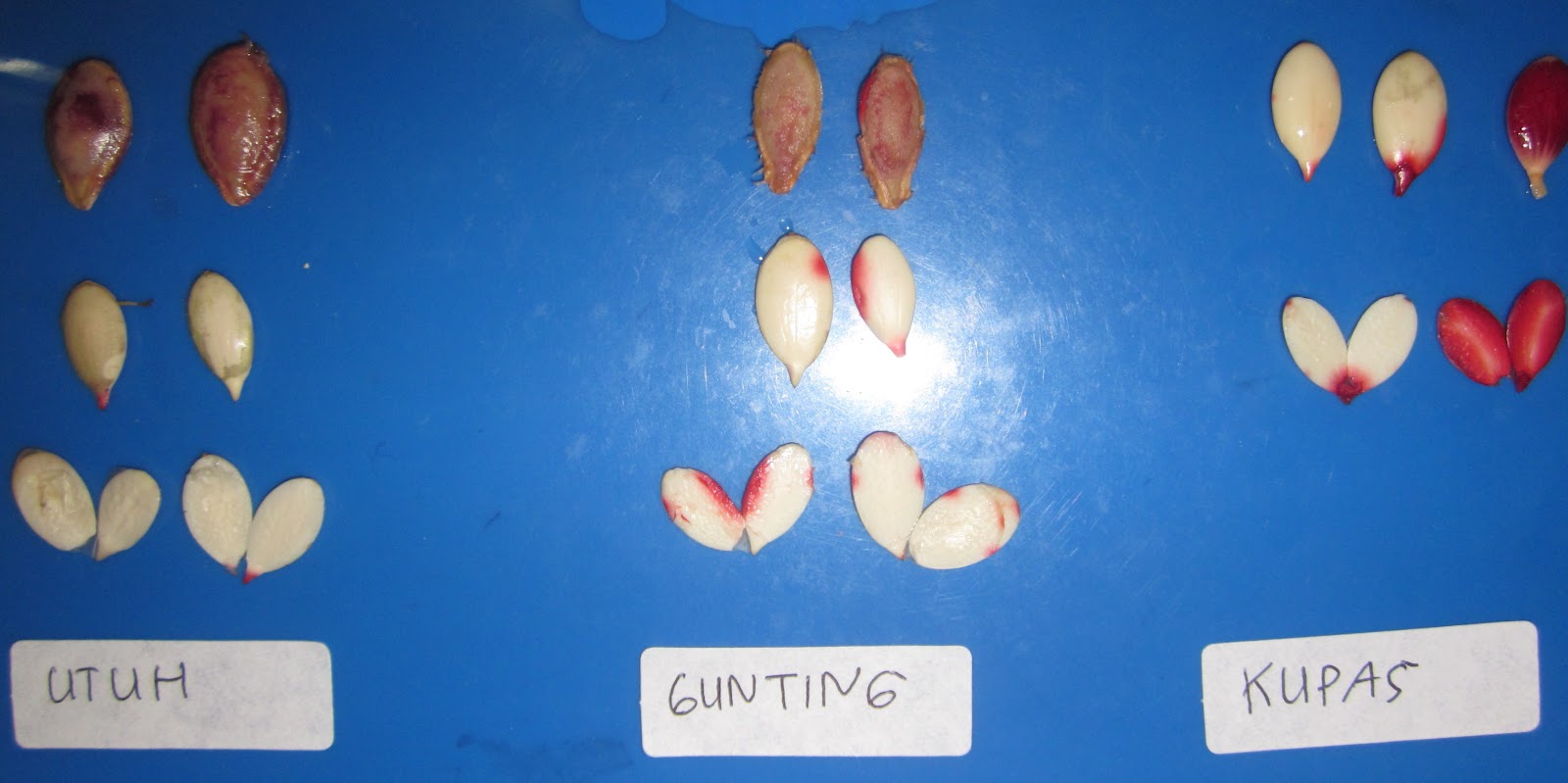 Penentuan Vigor Benih Waluh (Cucurbita maschata) Melalui Uji ...