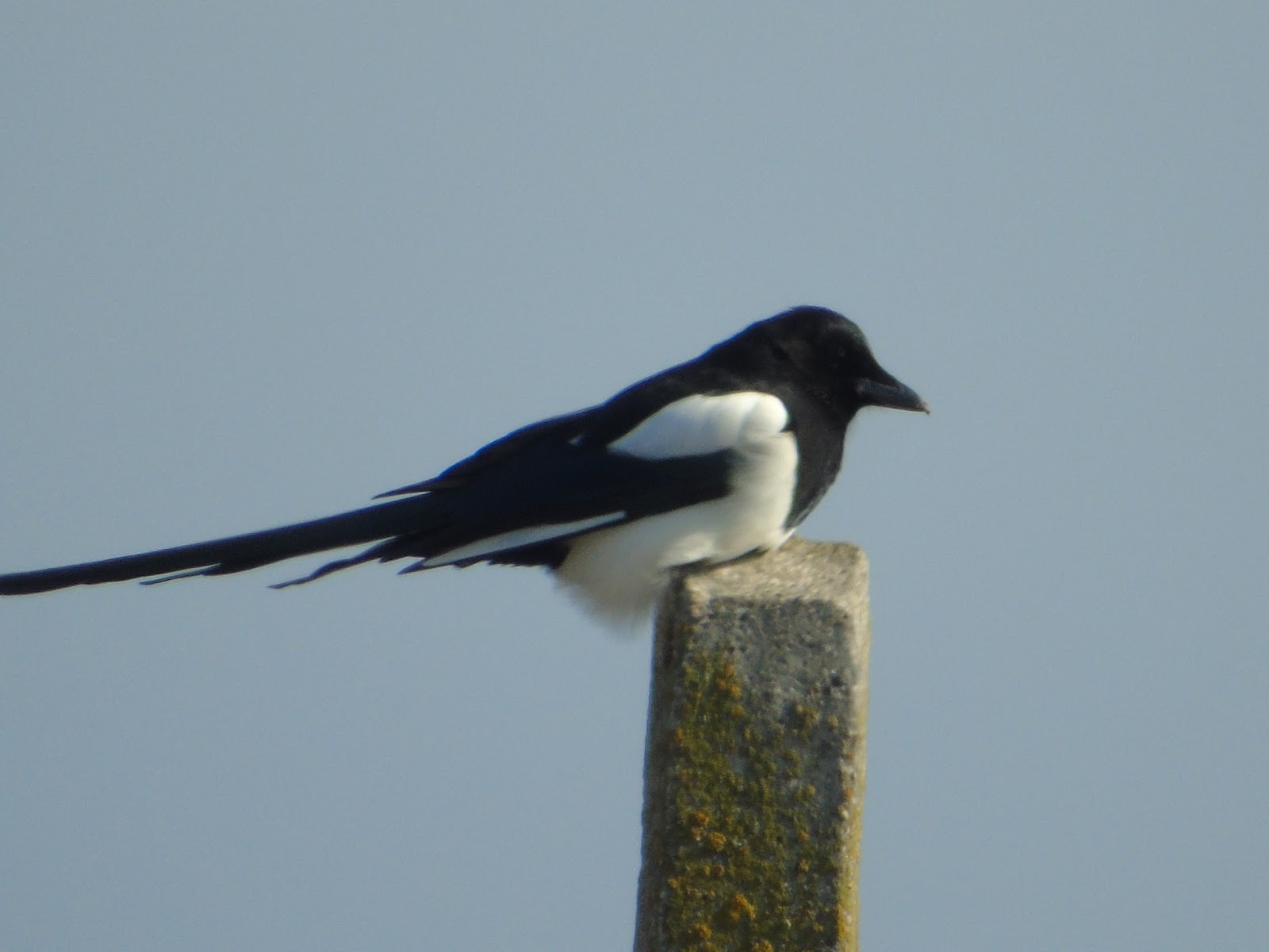 PASARI DIN ROMANIA: COTOFANA, Pica pica