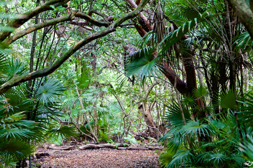 Derek Brad Photography: The Key West Tropical Forest & Botanical Garden