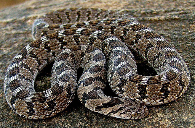 Common Egg Eater Snake (Dasypeltis Scabra) ~ planetanimalzone