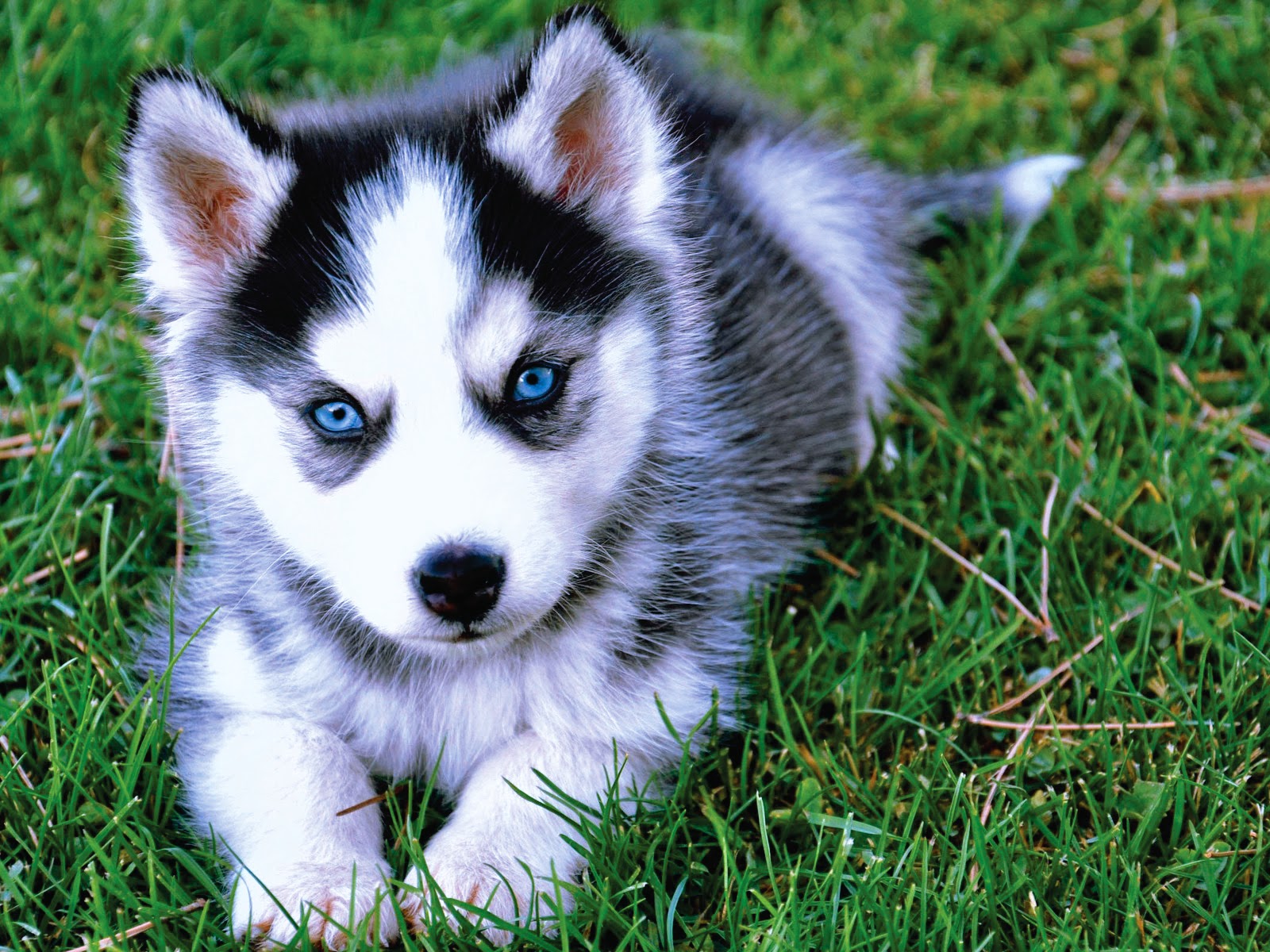 Siberian Husky Profile And Cute Hd Wallpapers 2014 | Animals HD Images