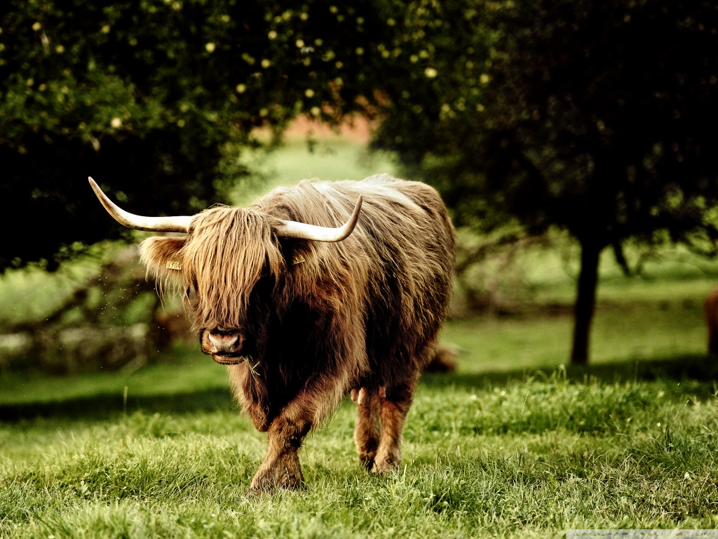 Beautiful Bull | Download Free Wallpapers