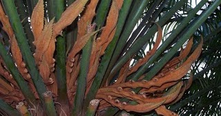 Manfaat tanaman Pakis Haji