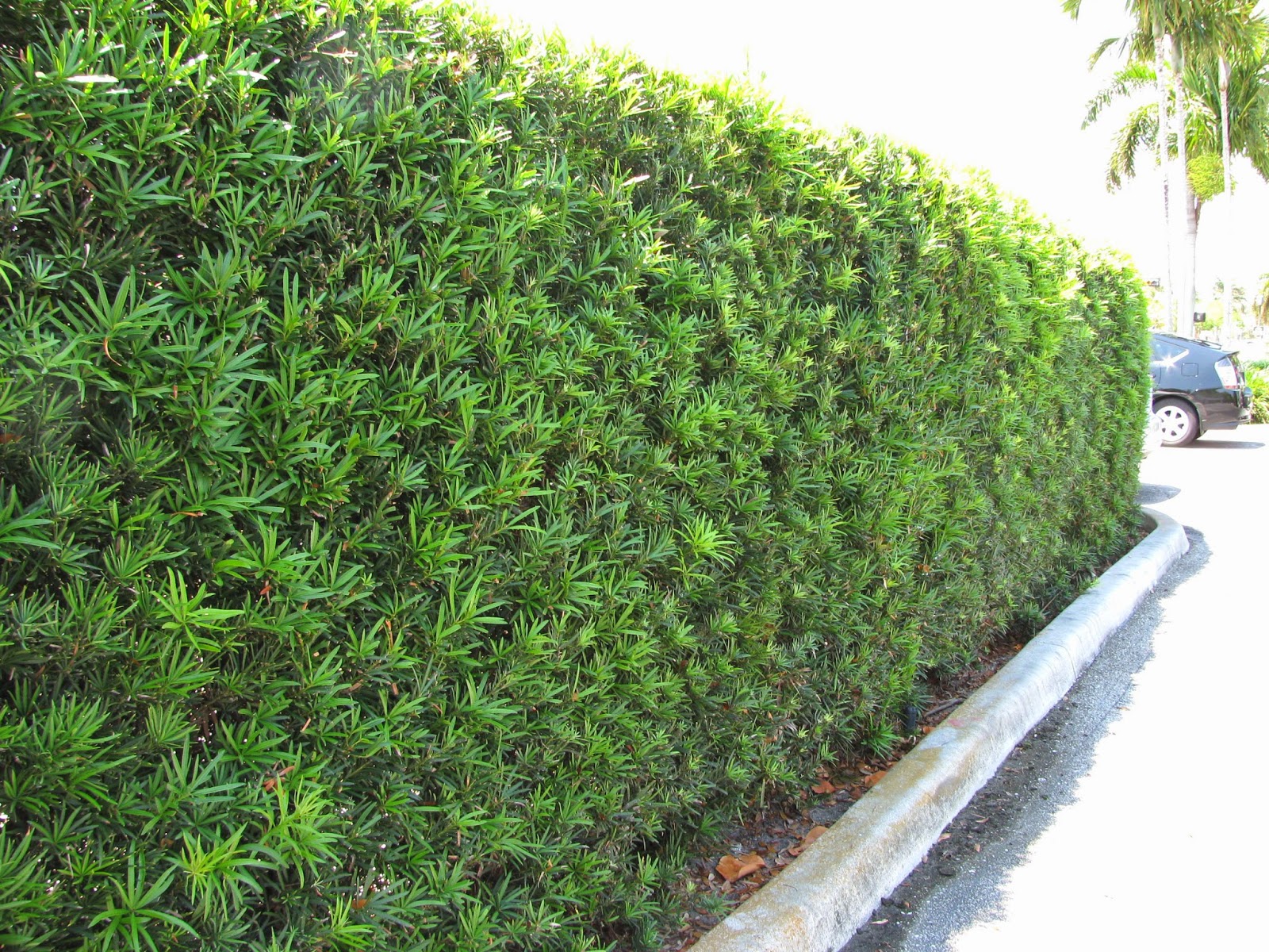 El Jardinero, plantas y flores: Macrophyllus Podocarpus fotos