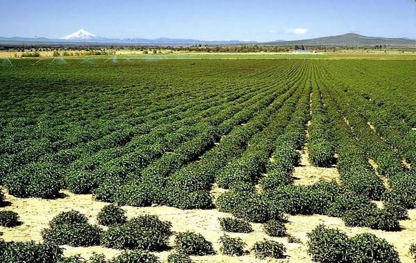 Living By Lysa: Back to my Childhood