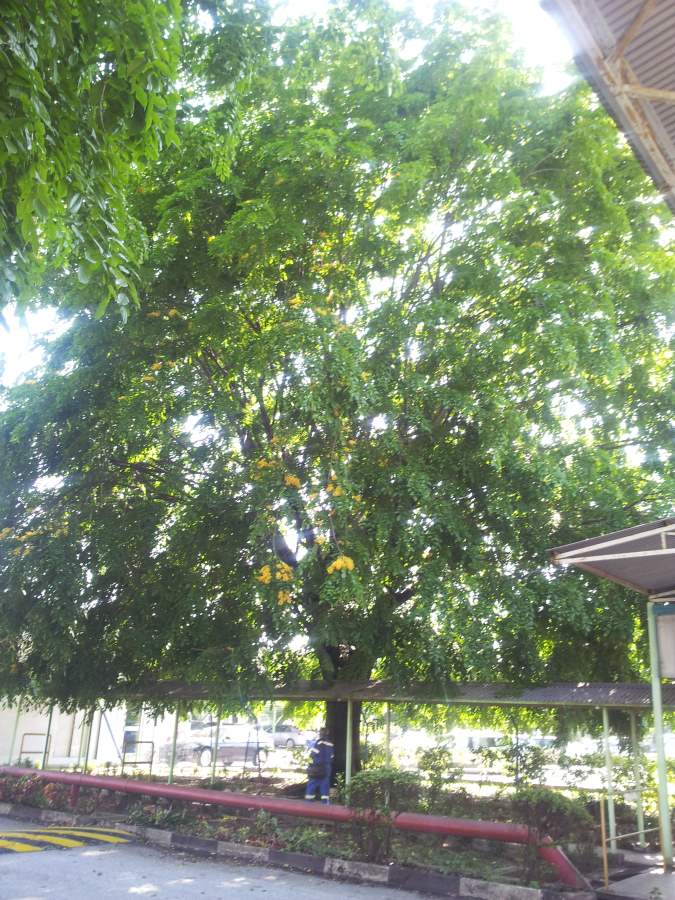 Kasehku HidupKu: Cerita Pokok Sena