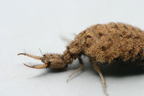 Musings of a Biologist and Dog Lover: Interesting Animals: Antlion