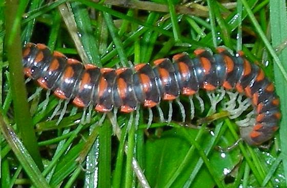 Springfield Plateau: Millipede at Ritter Springs