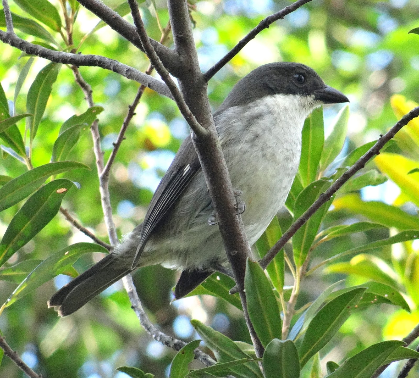 sunshinecoastbirds: Birding Puerto Rico