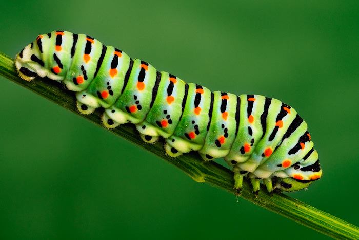 Il Viaggio Sciamanico - Pratiche Spirituali: La storia del Bruco