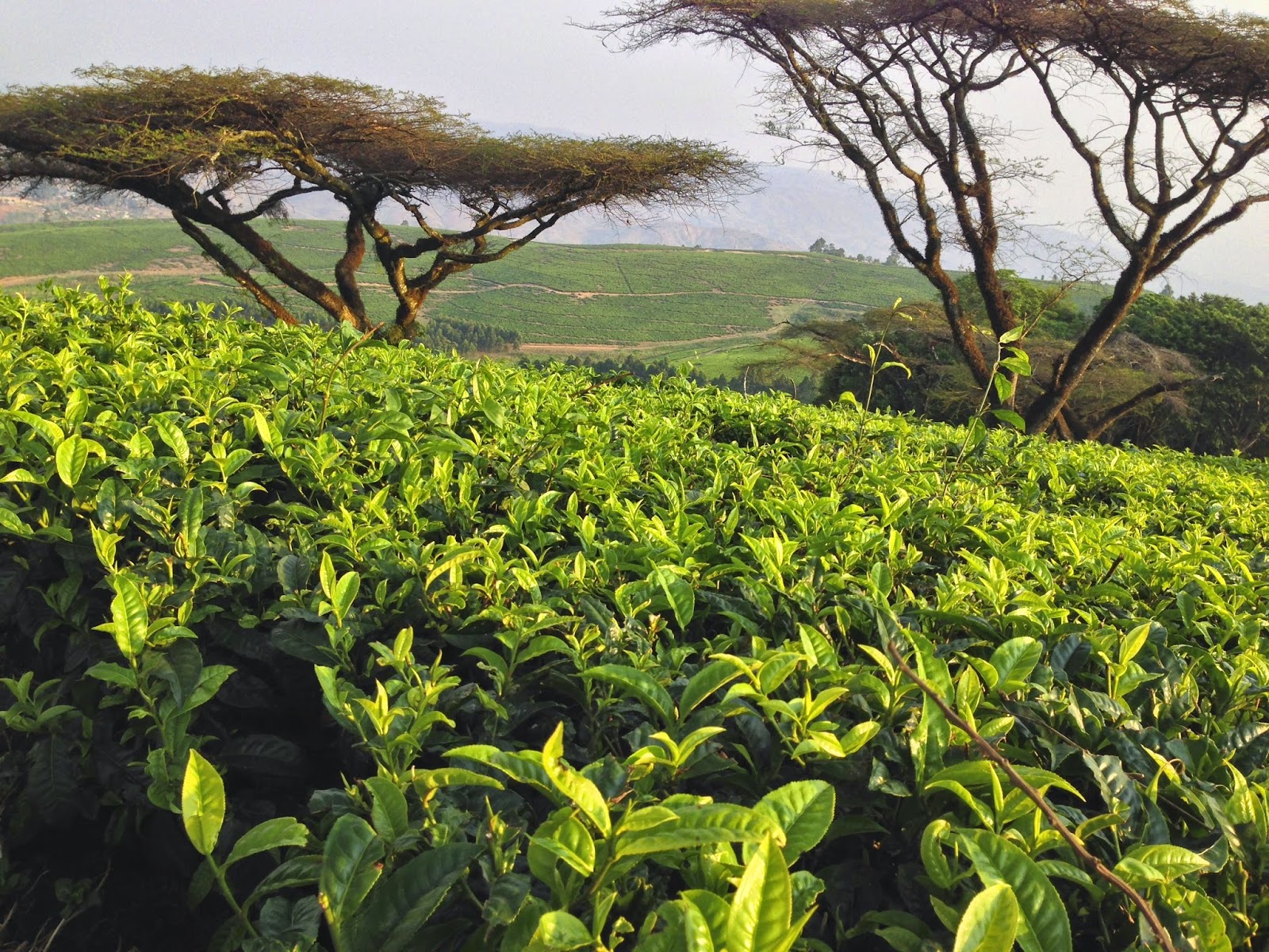 A Year in Malawi: Purple Trees??