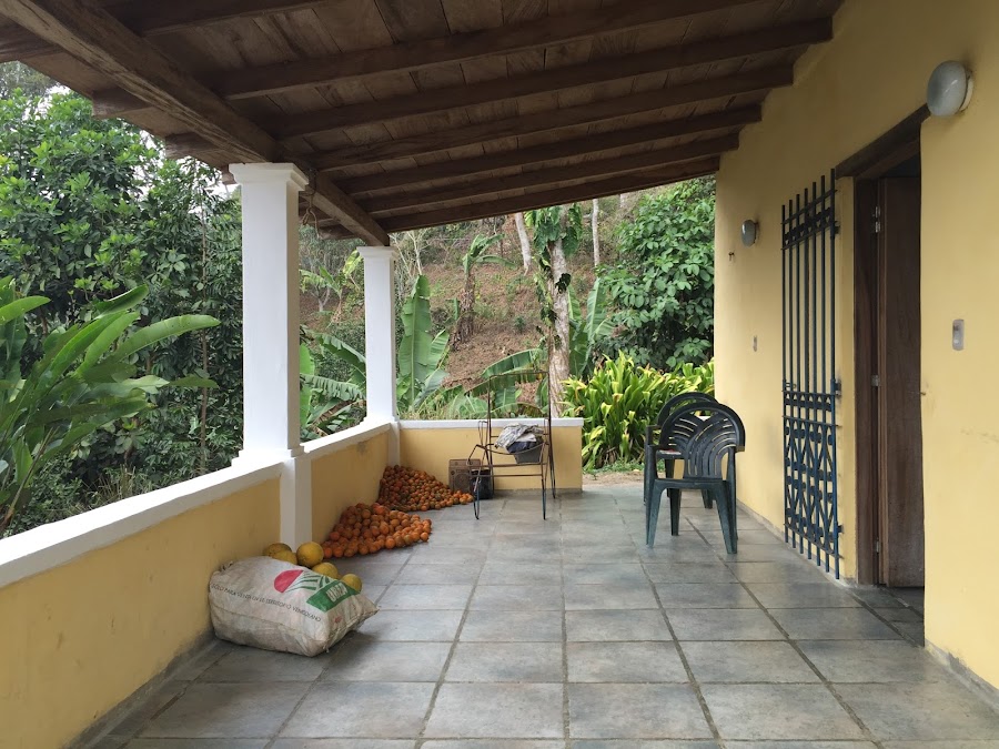 Samanea saman, Pithecellobium saman, samán o árbol de la lluvia | Plantas