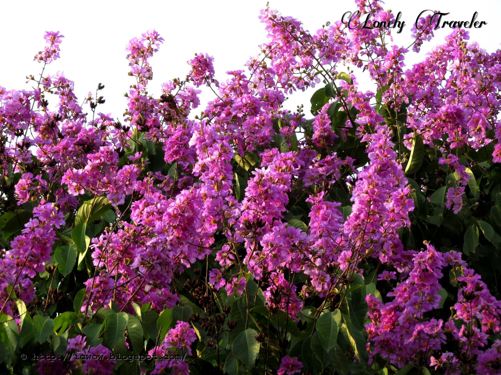 Jarul ful (জারুল ফুল) - Lagerstroemia speciosa