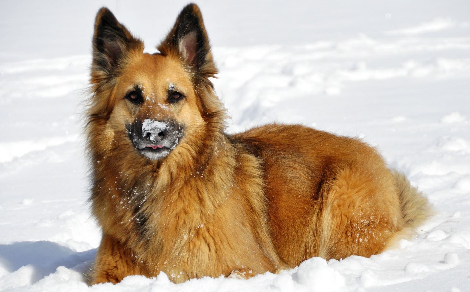 Kuvablogi: Koirakuvat: 8 ilmaista koirakuvaa