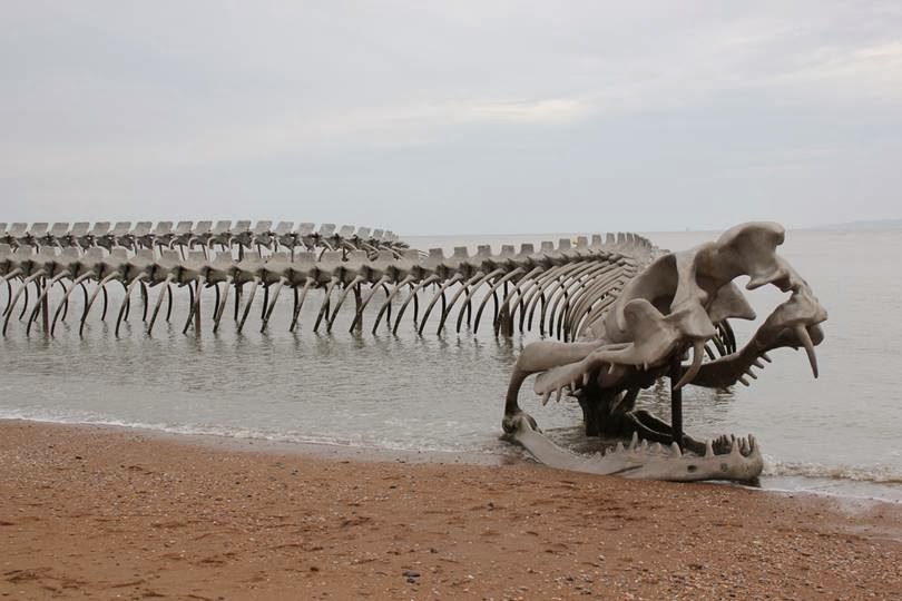 Serpent d’Océan – Sea Snake Skeleton