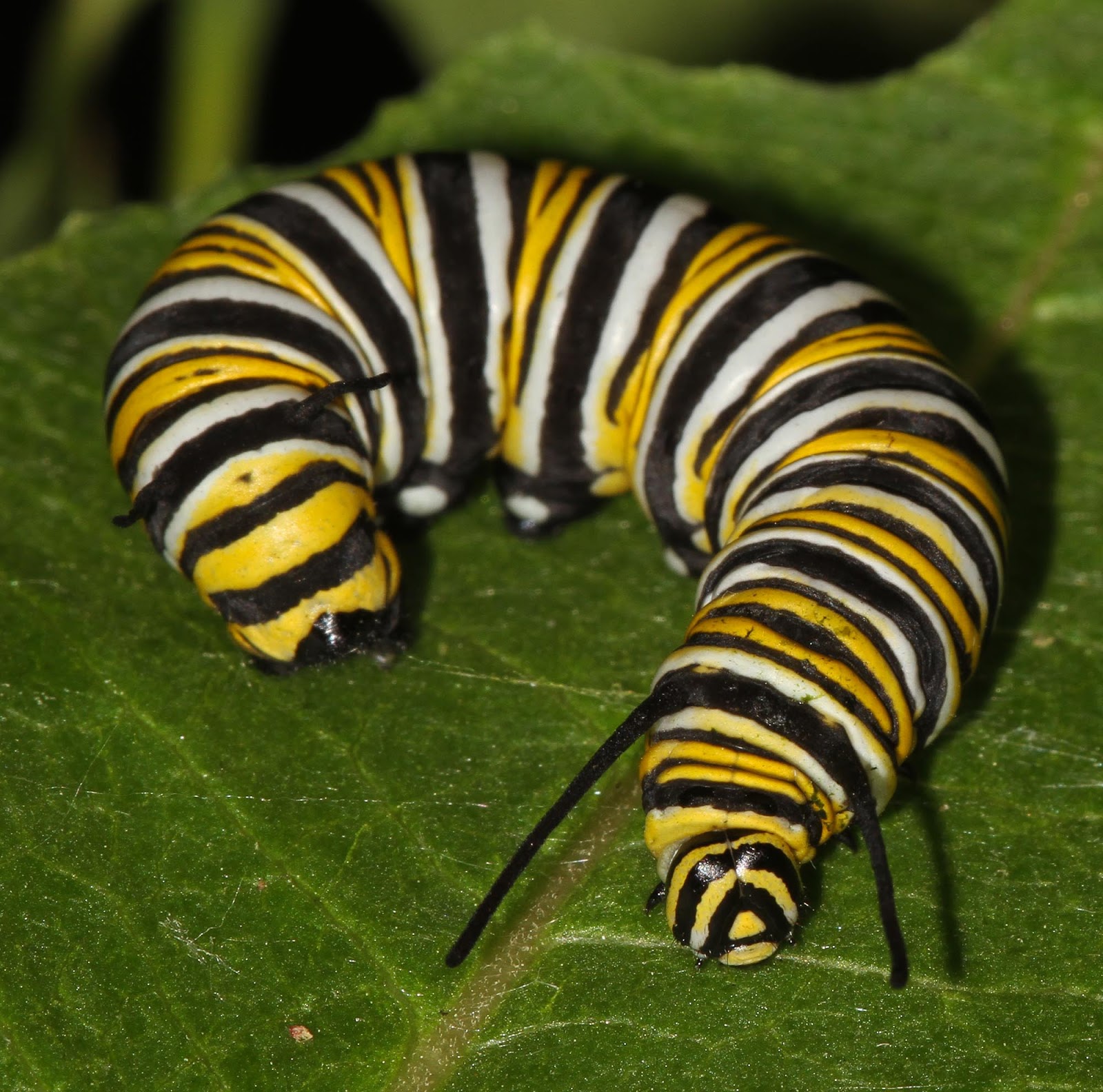 All of Nature: Monarch Caterpillar Growth