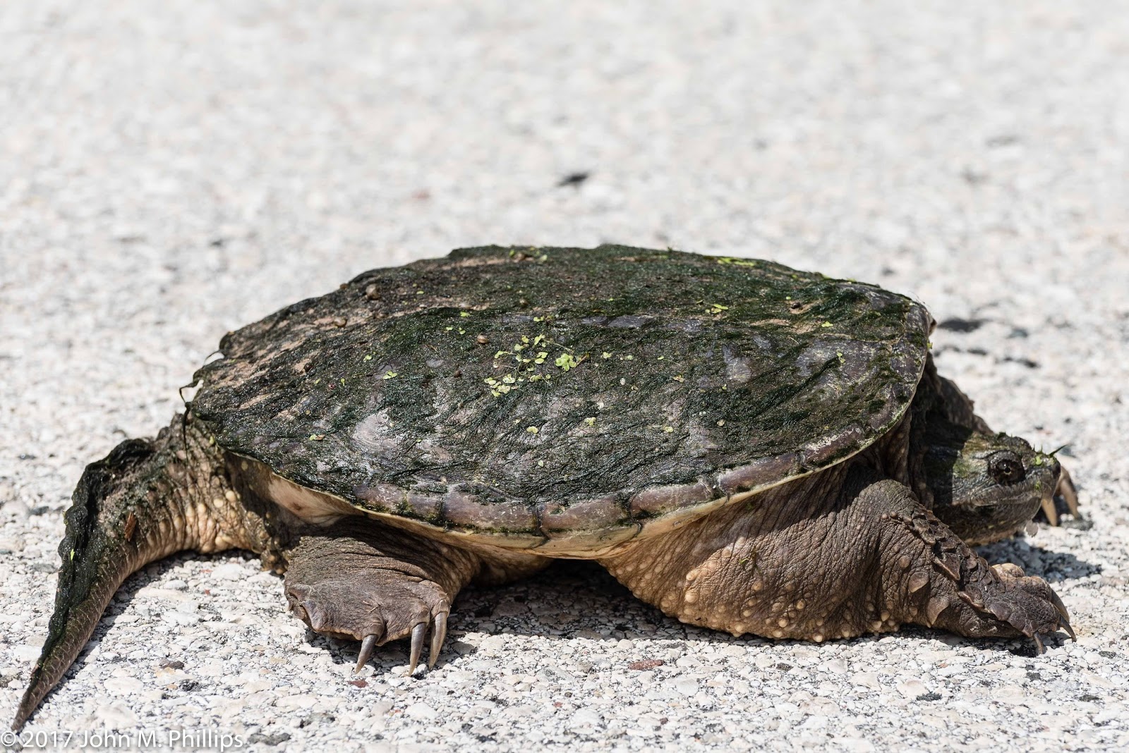Images Of A Snapping Turtle
