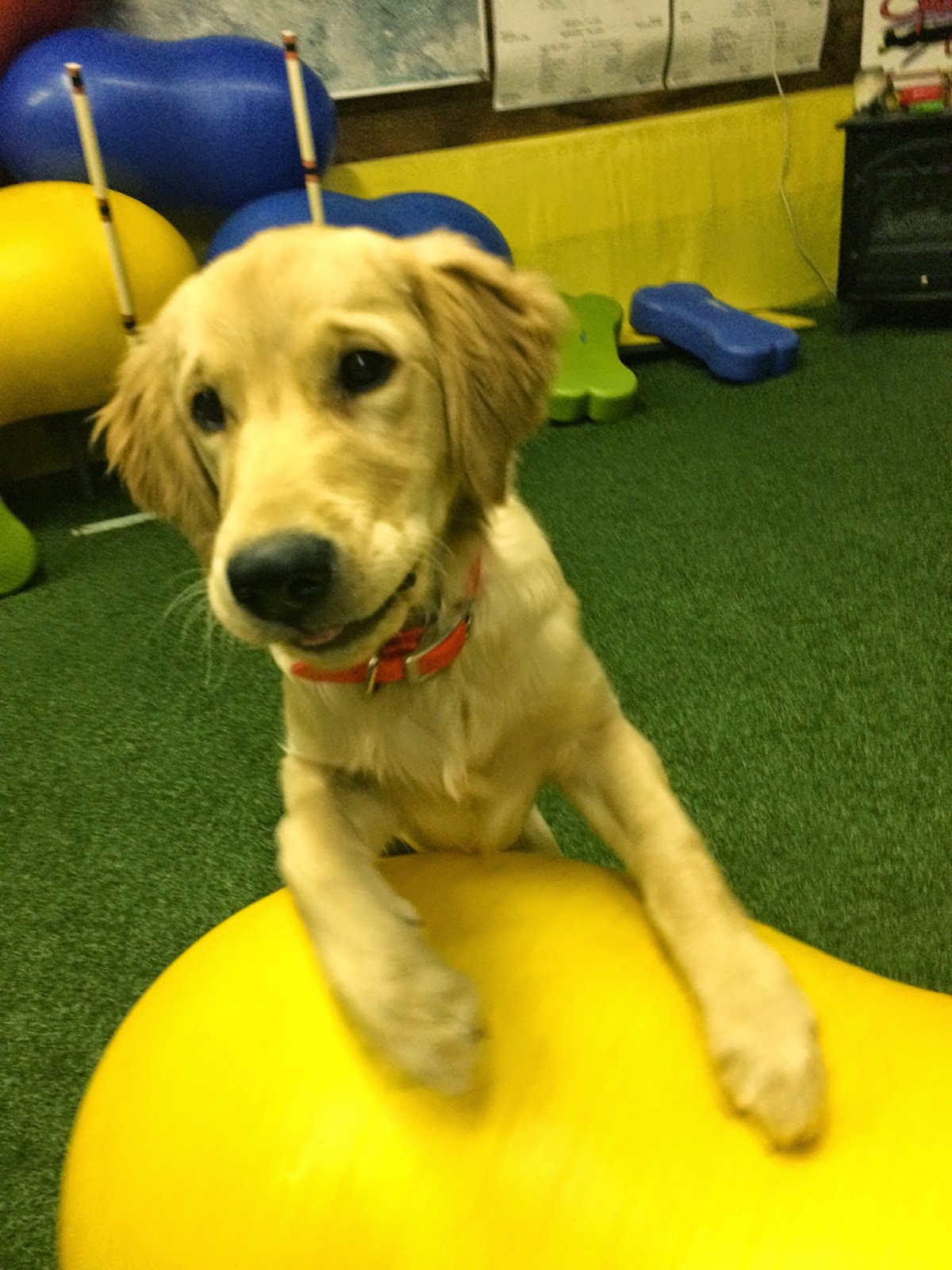 Speedoggie: FitPAWS Peanut Stabilizer Options