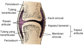JENIS-JENIS SENDI YANG DIKETAHUI AGAR KITA BOLEH BERHATI-HATI - CINTA ...
