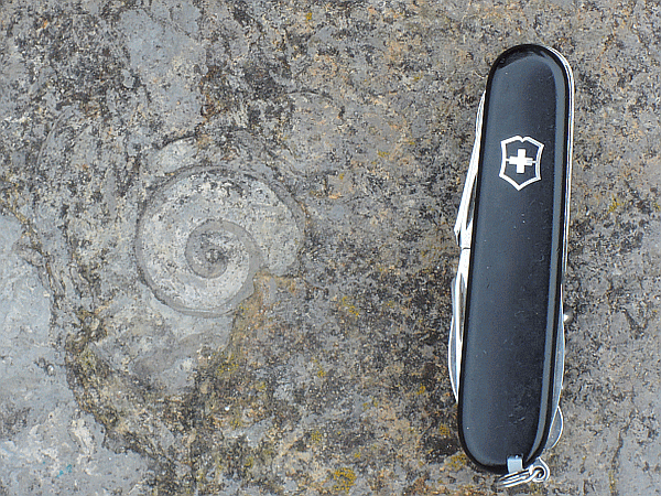 Chazy Reef - Part II ~ Hudson Valley Geologist