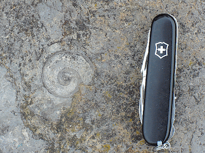 Chazy Reef - Part II ~ Hudson Valley Geologist