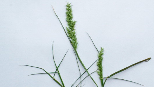 Laberinto en extinción: Hierba torcida (Agrostis trachychlaena)