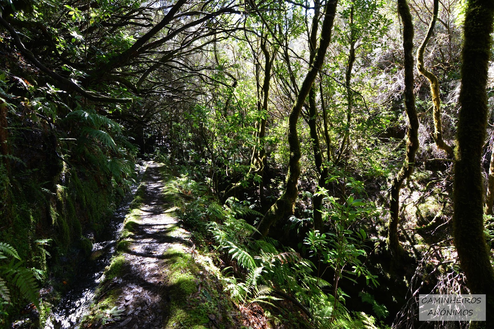 Caminheiros Anónimos Levadas da Madeira : Levada Grande (Achadas da Cruz)