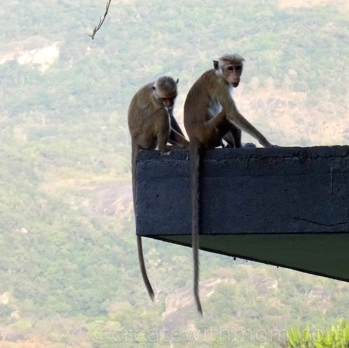 Create With Mom: Watch the amazing Macaque Monkeys on Disneynature ...