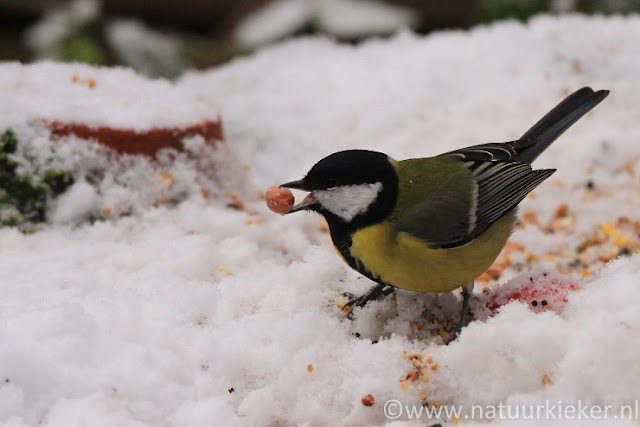 Koolmezen in de sneeuw