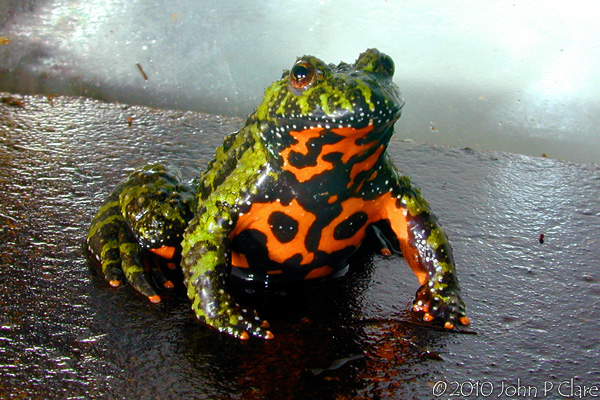 Fire-Bellied Toad | Wildlife | The Wildlife