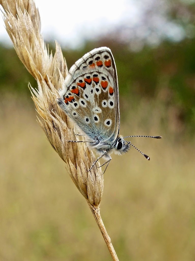 Roy's Nature Logbook: A Late Blue