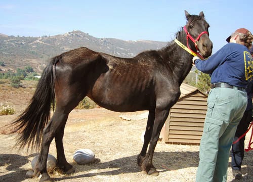 Four legged friends (and enemies): 22 more emaciated horses rescued ...